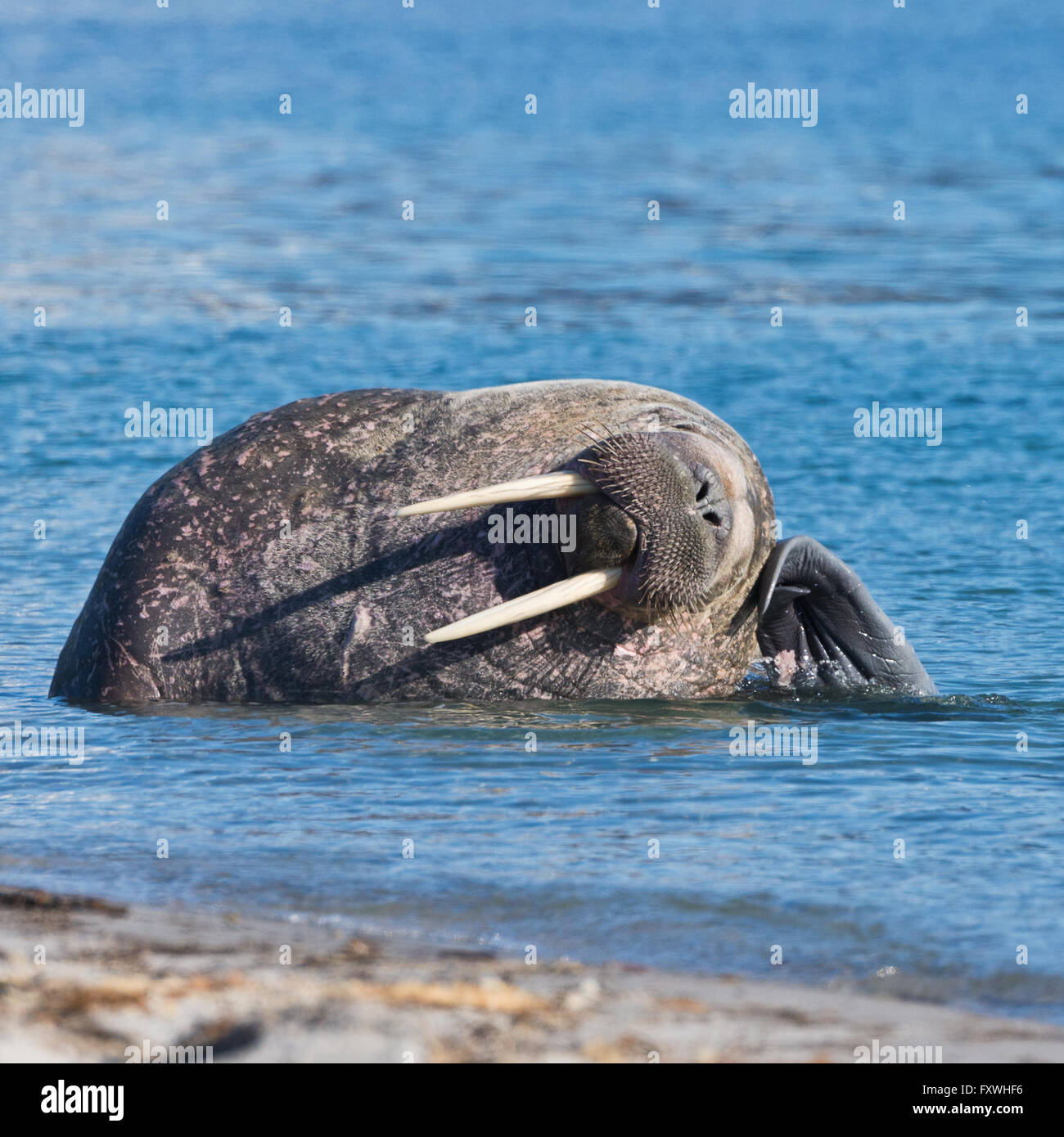 One walrus scratching its head on the waters edge by the walrus haul ...