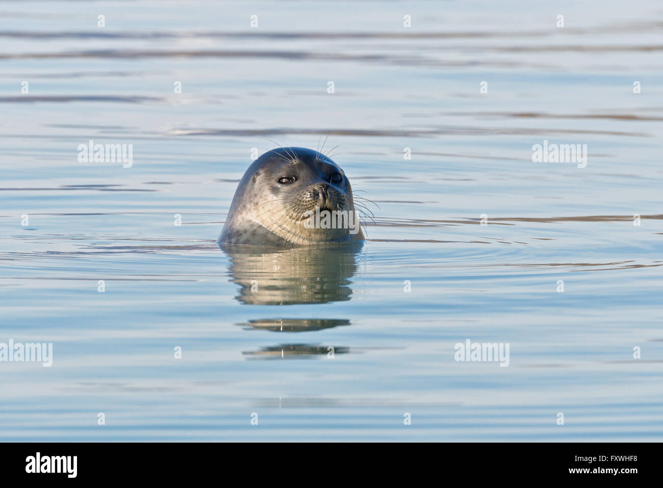 one curious Ringed seal having a look at us as we passed by in our boat ...