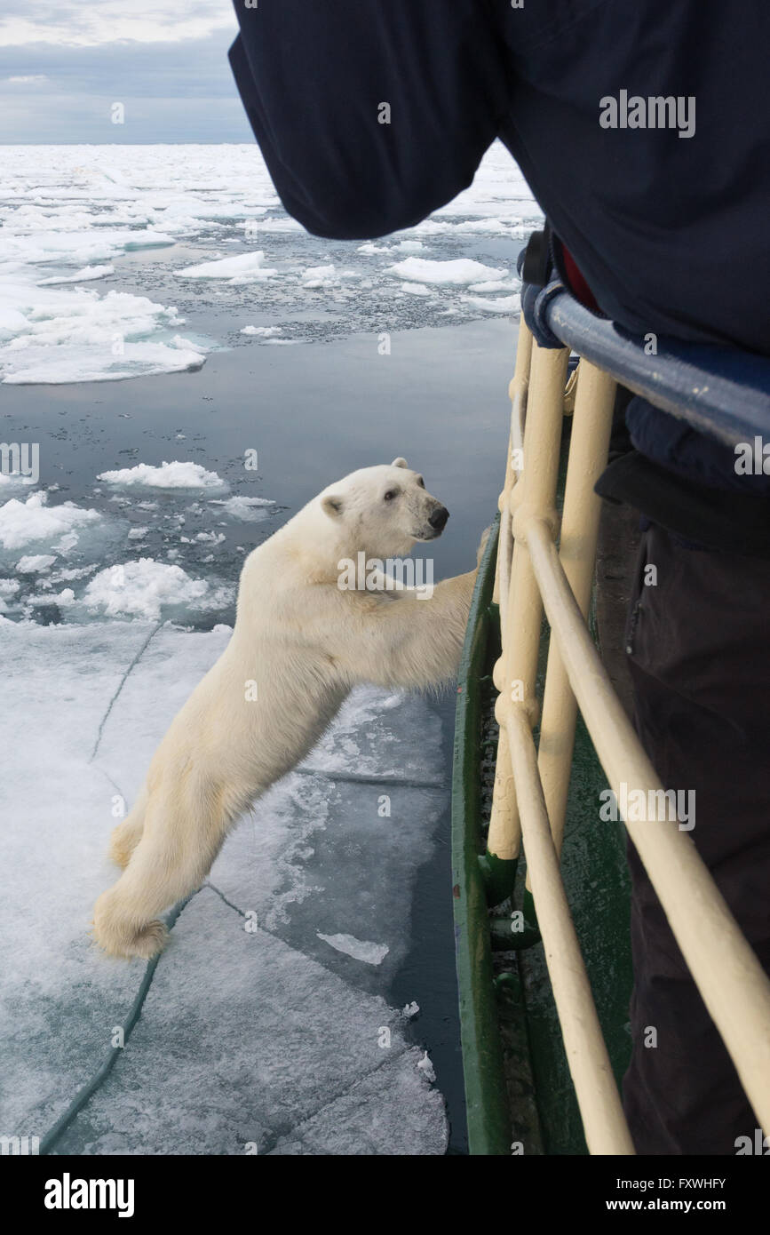Bear standing on two legs hi-res stock photography and images - Alamy