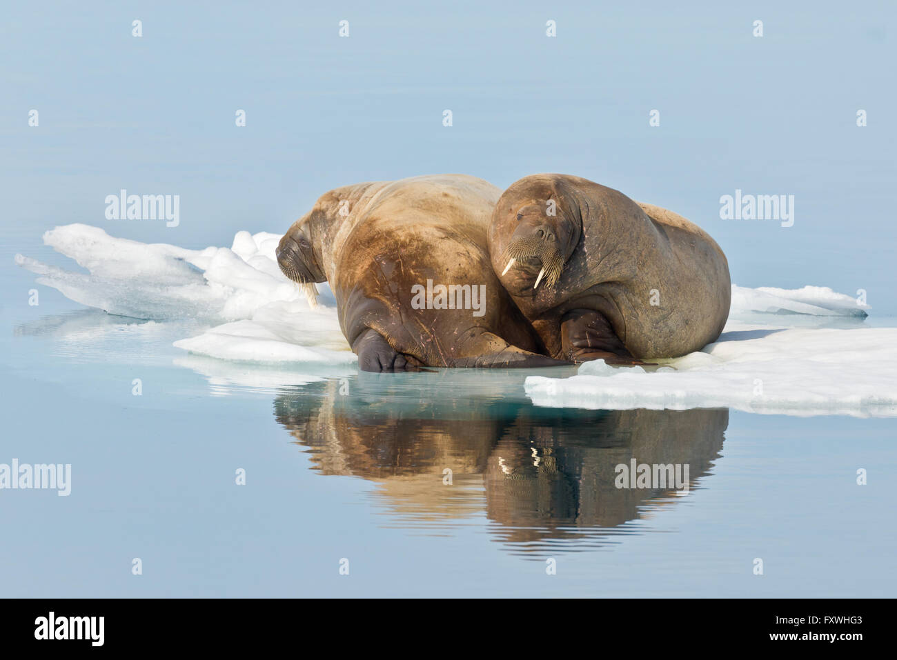 Walrus ice haul hi-res stock photography and images - Alamy