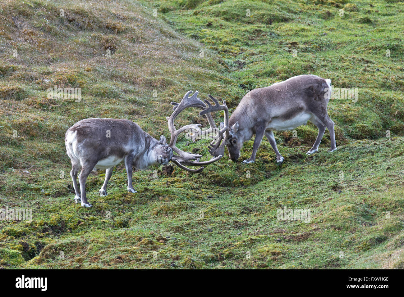 Arctic reindeer fighting hi-res stock photography and images - Alamy