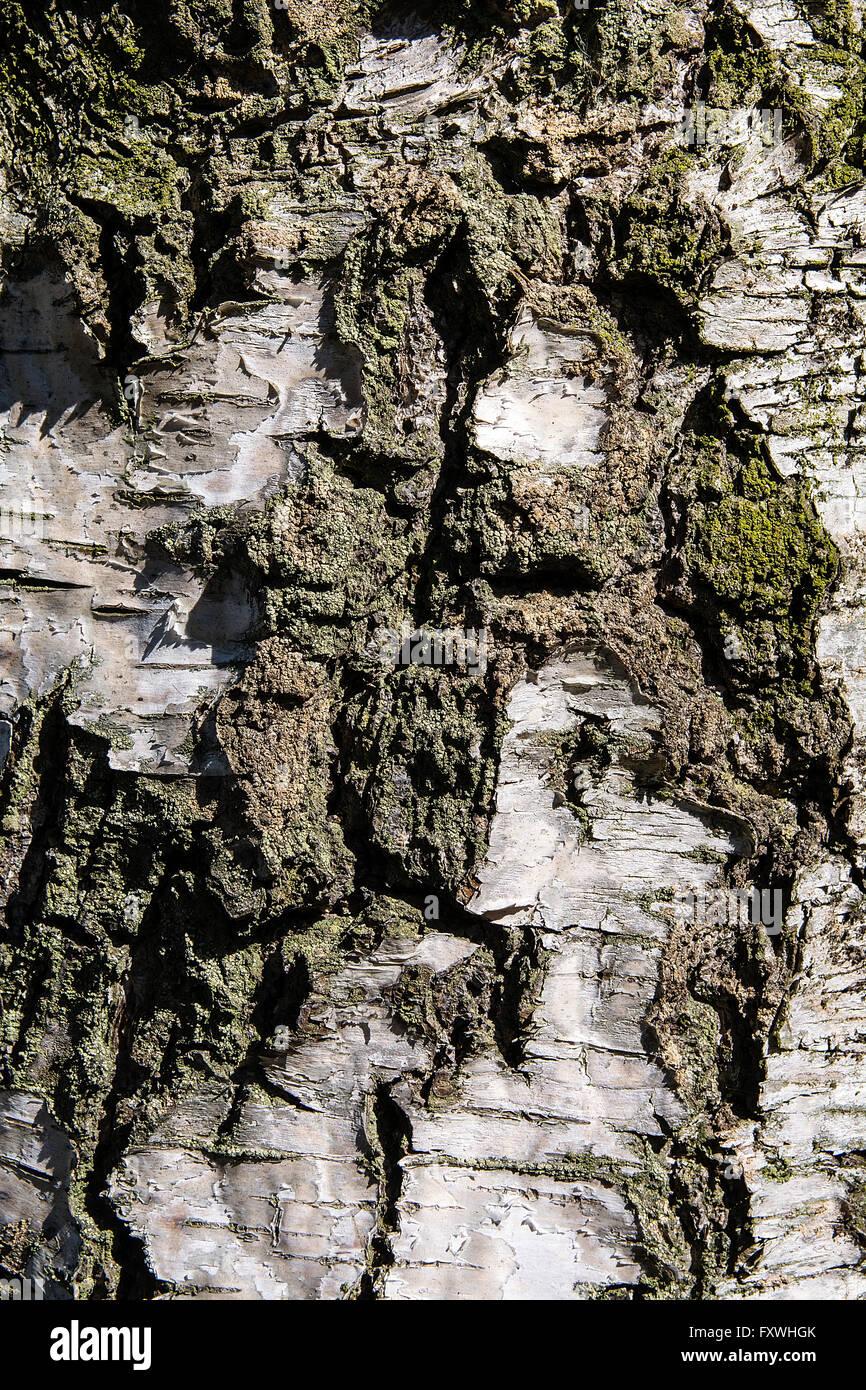 Bark of birch tree texture Stock Photo - Alamy