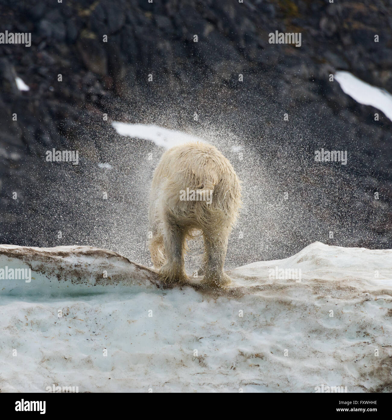 Shaking off snow hi-res stock photography and images - Alamy