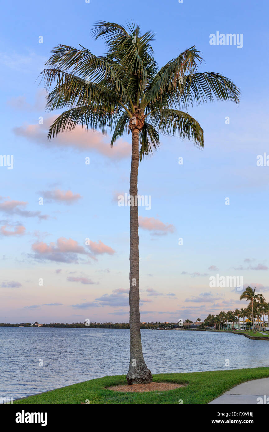 A palm tree at sunset in Florida Stock Photo - Alamy