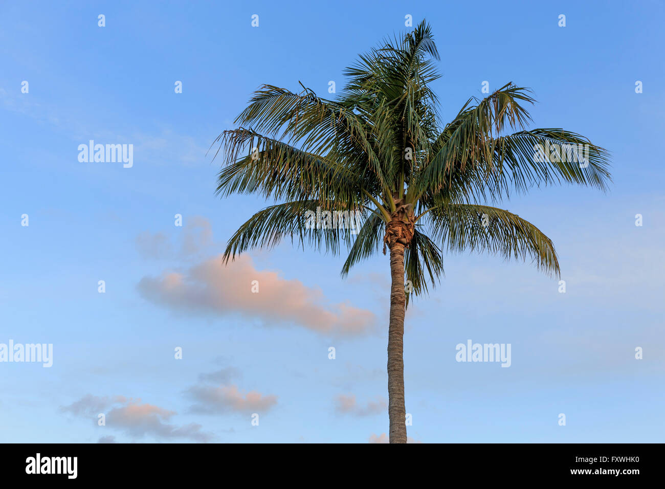 Palm tree in tropical sunset hi-res stock photography and images - Alamy
