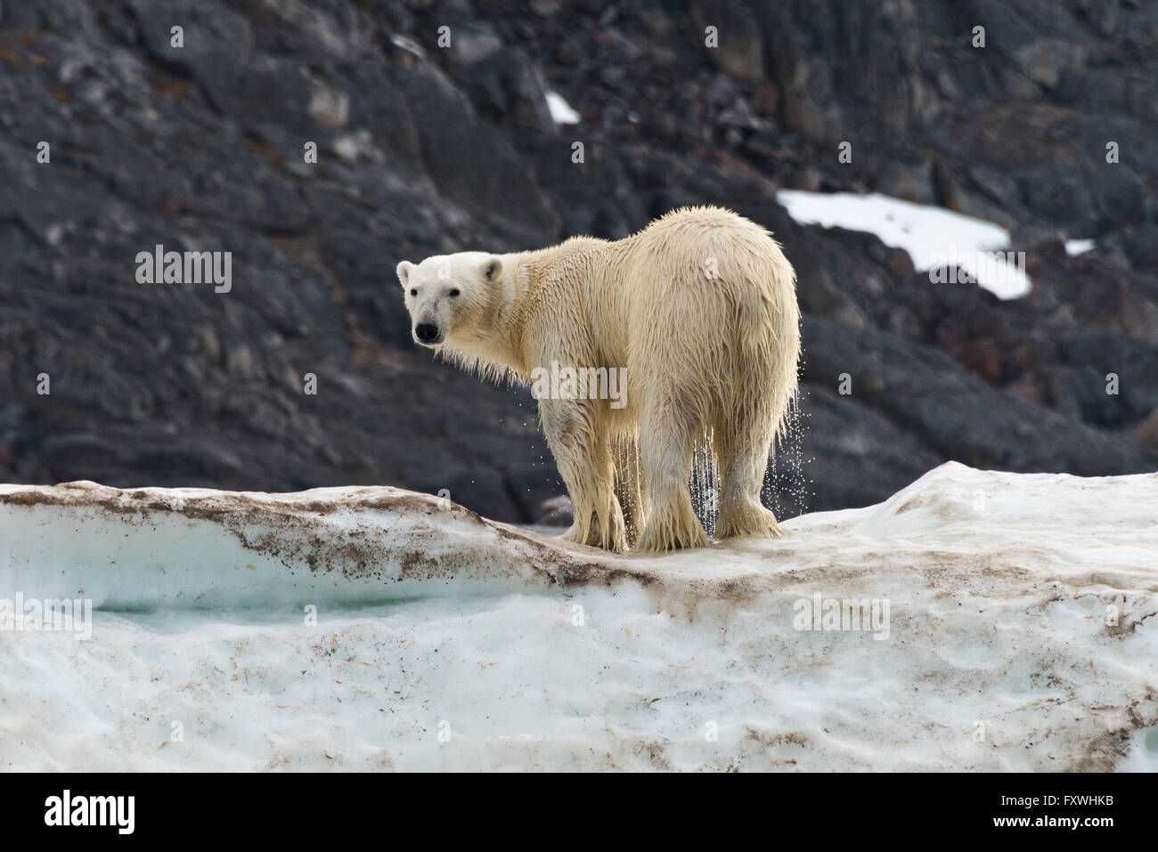 one polar bear standing on the ice, dripping, having just climbed out ...