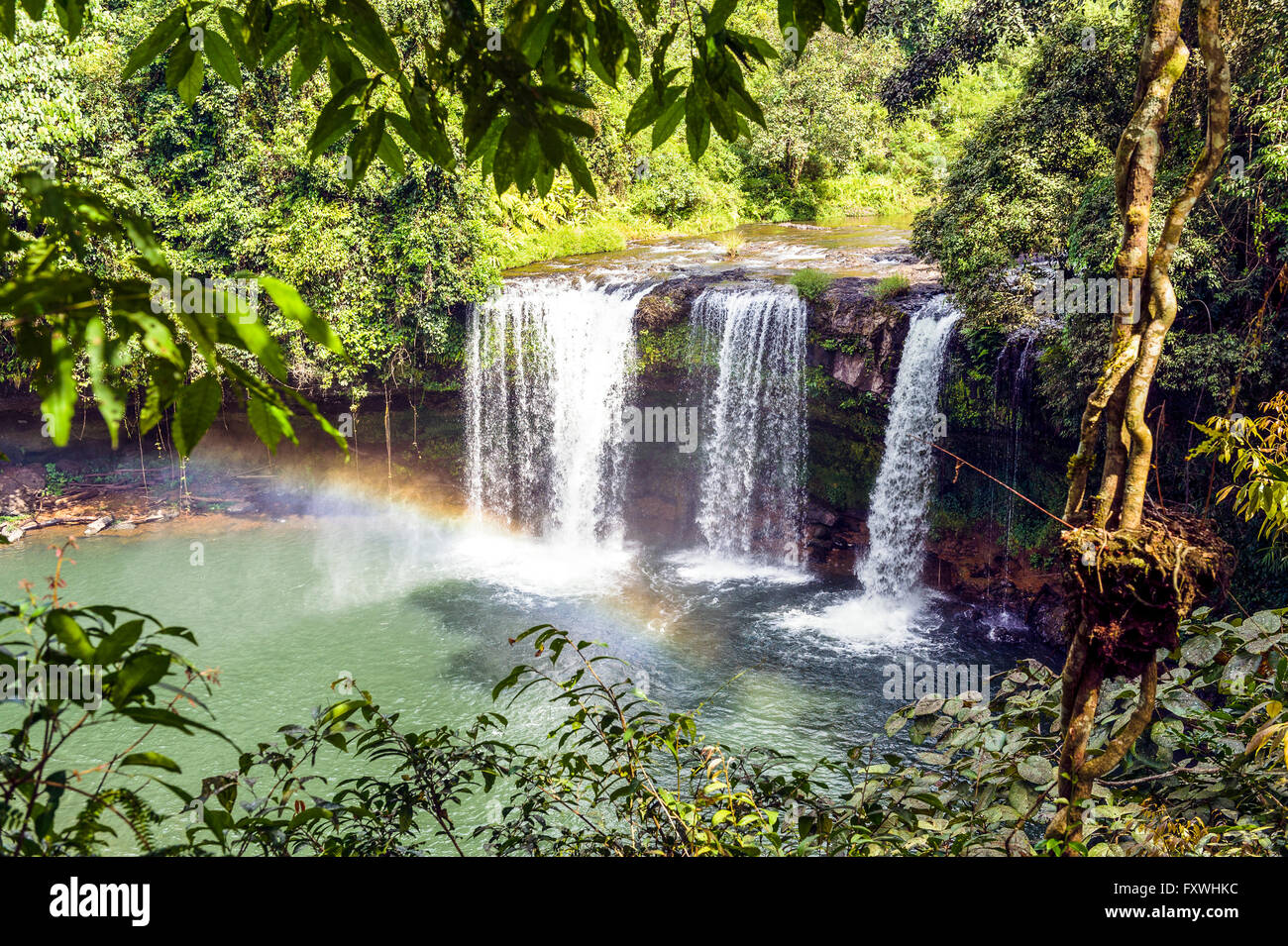 Indo china forest hi-res stock photography and images - Alamy