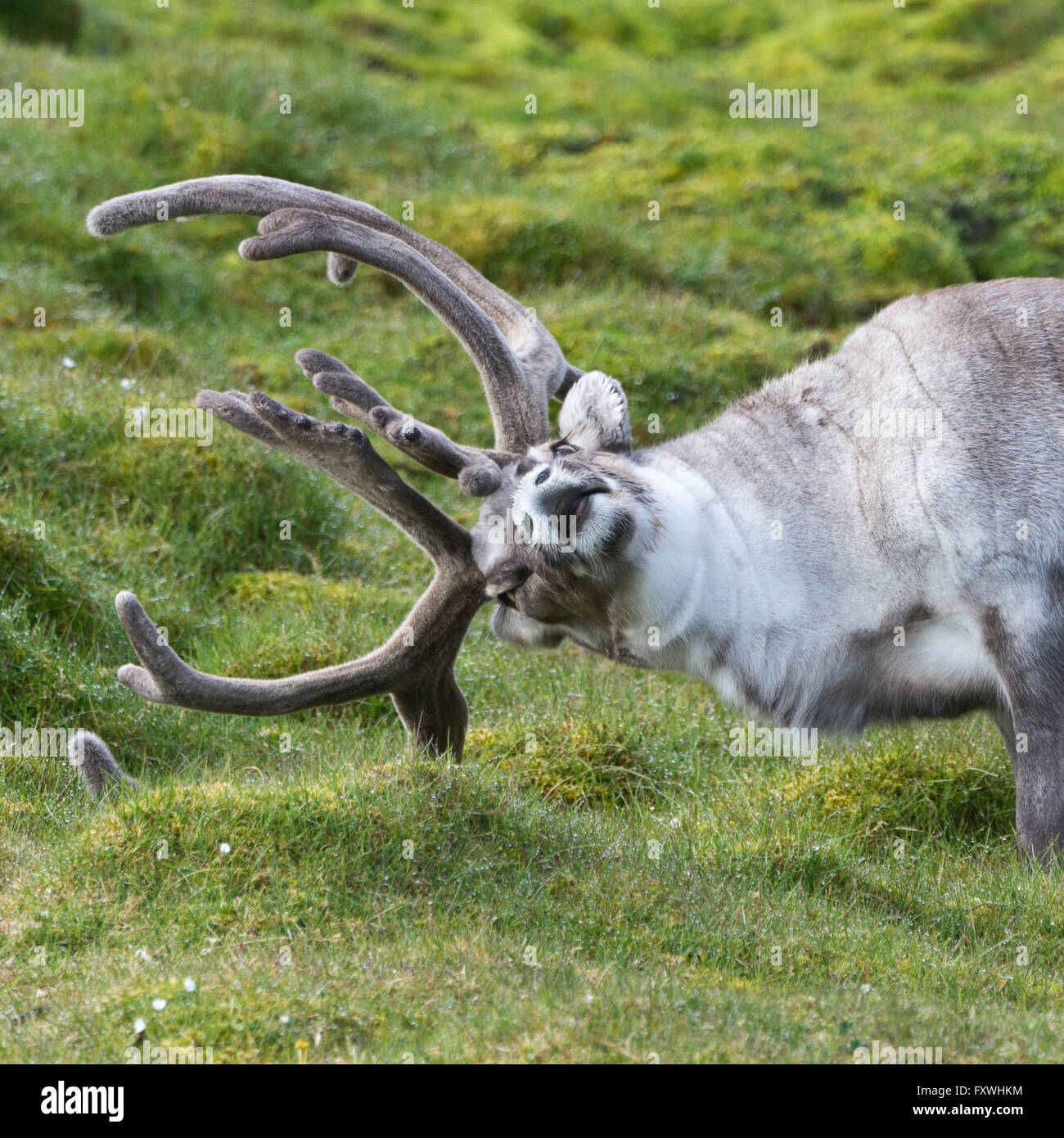 one reindeer rubbing its antlers on the ground at Alkhornet in Svalbard ...