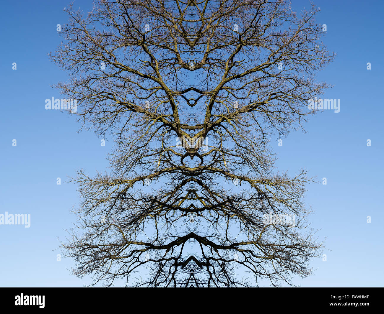 Mirror image of tree Stock Photo - Alamy