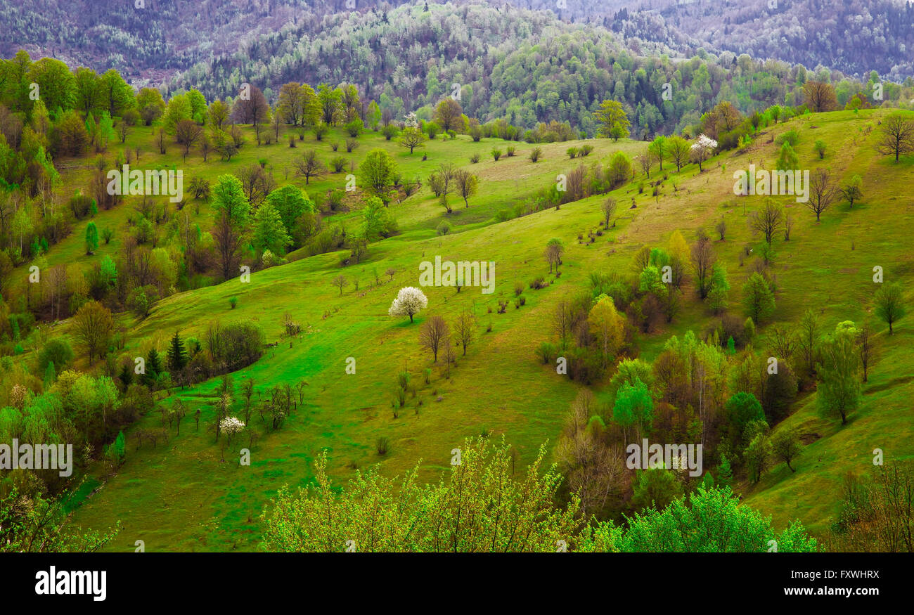 Beautiful meadows landscape with green grass and trees in spring season ...