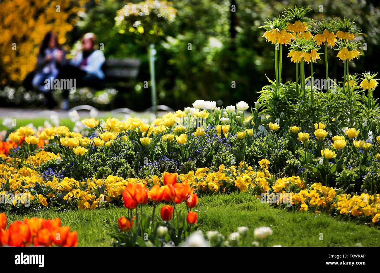 Spring blossoms fill the garden at the Forstbotanischer Garten in ...
