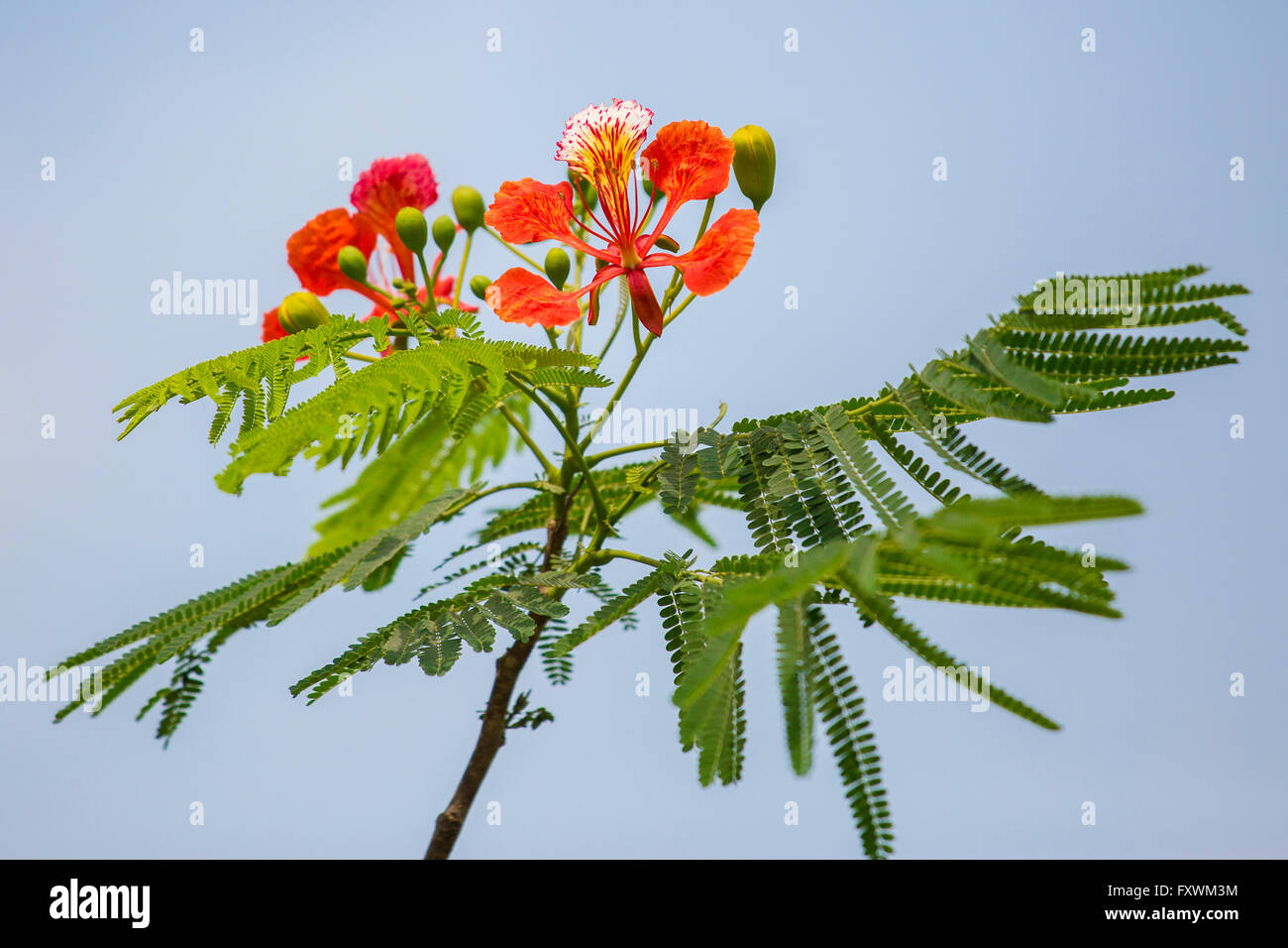 Krishnachura (Delonix regia) is a species of flowering plant in the ...