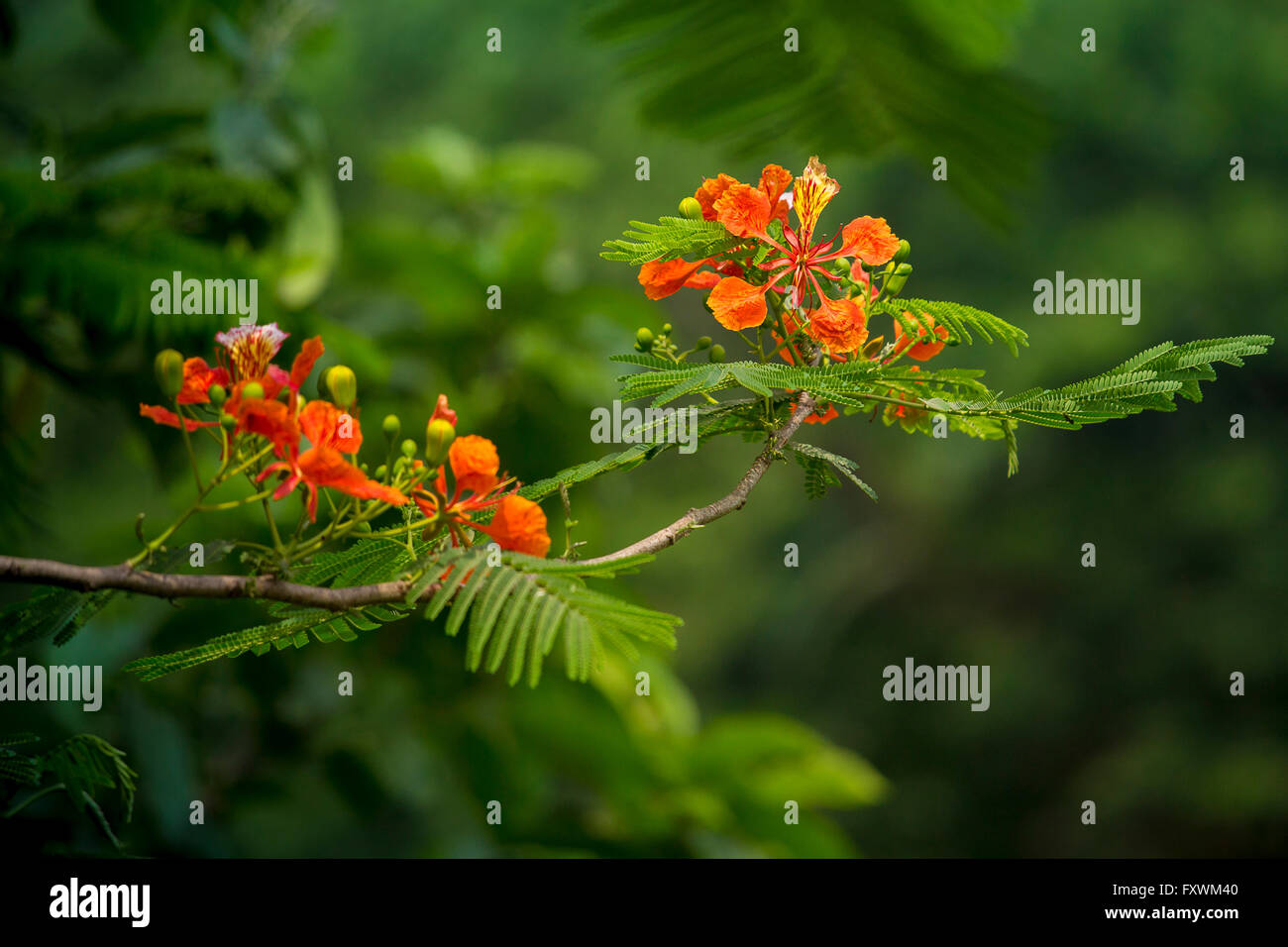 Krishnachura (Delonix regia) is a species of flowering plant in the ...
