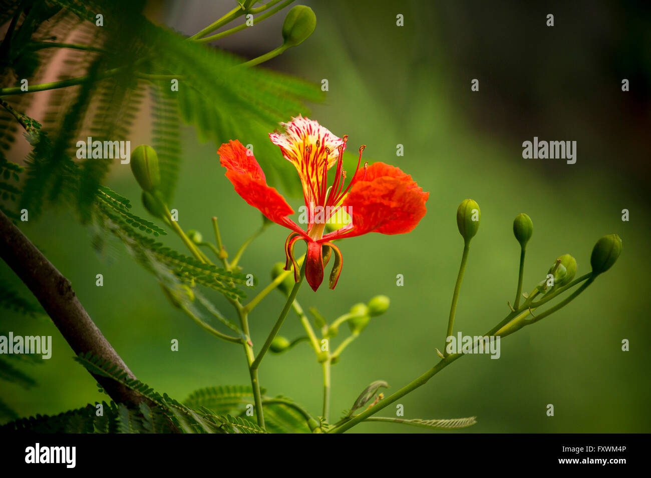 Krishnachura delonix regia species flowering hi-res stock photography ...