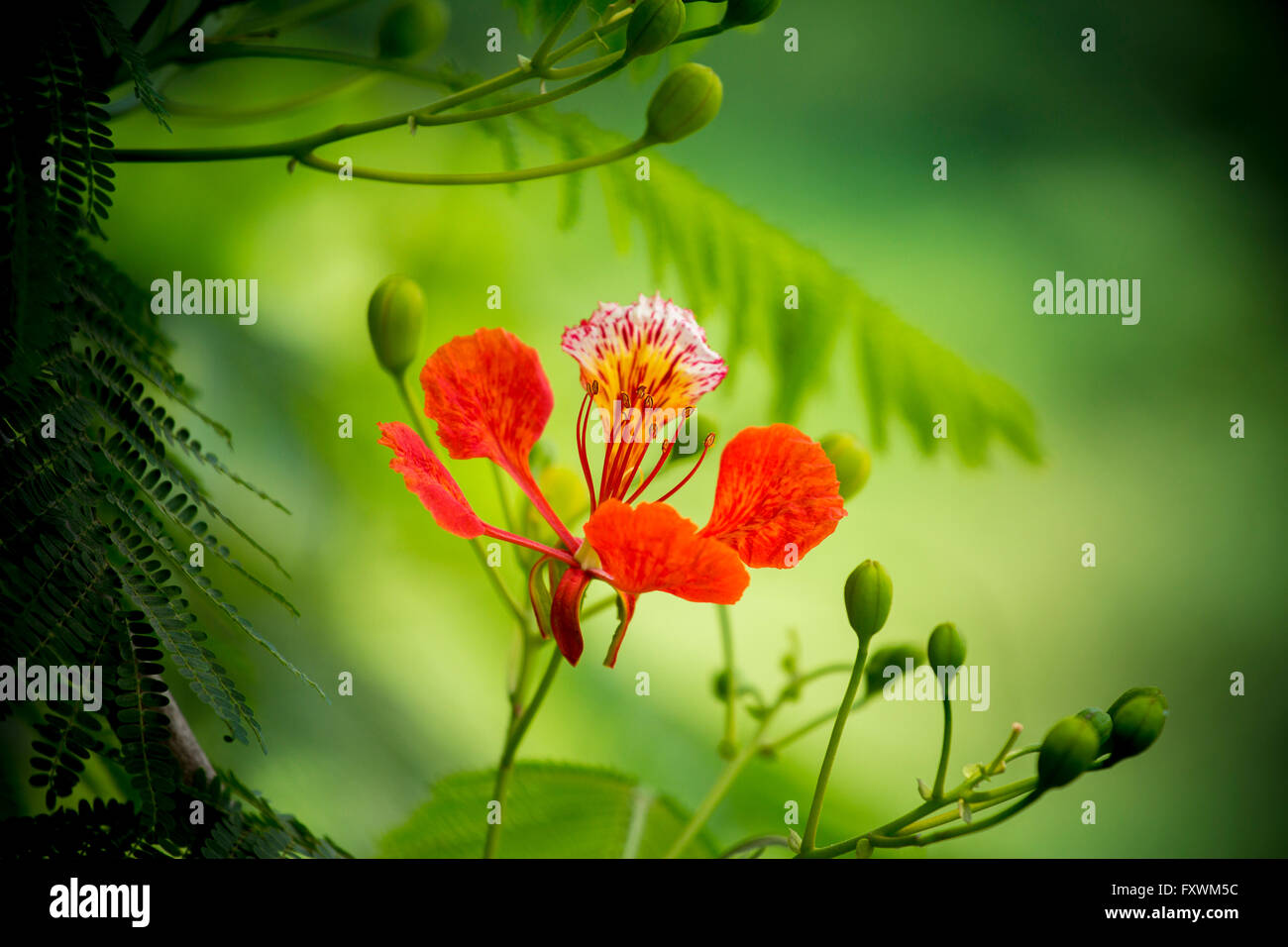 Krishnachura (Delonix regia) is a species of flowering plant in the ...