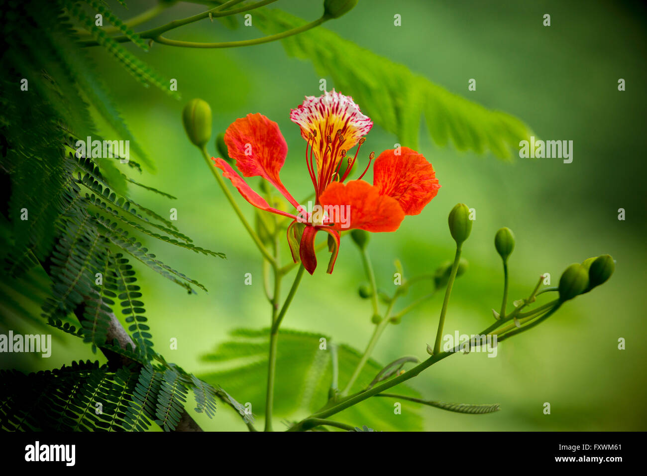 Krishnachura (Delonix regia) is a species of flowering plant in the ...