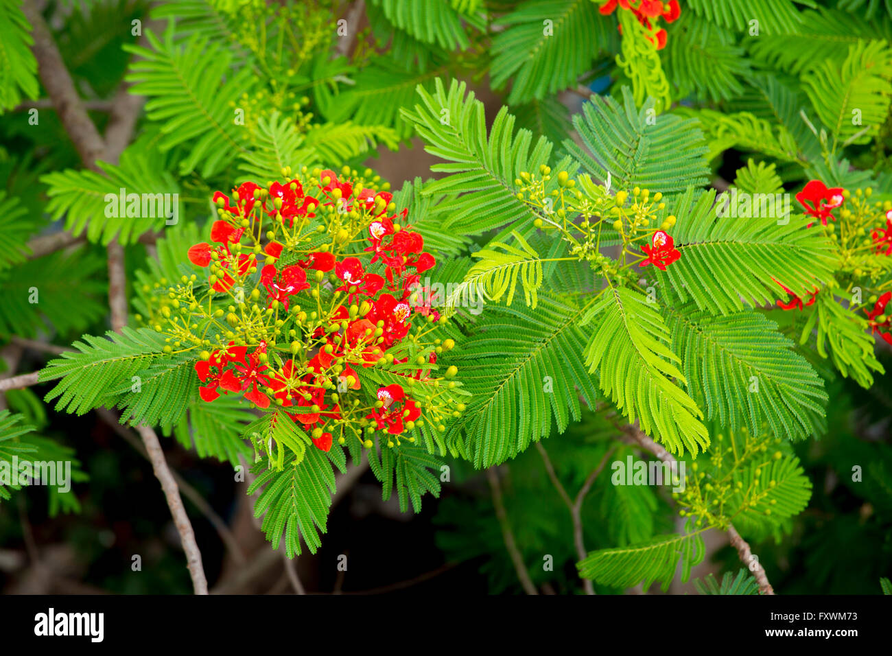Krishnachura (Delonix regia) is a species of flowering plant in the ...
