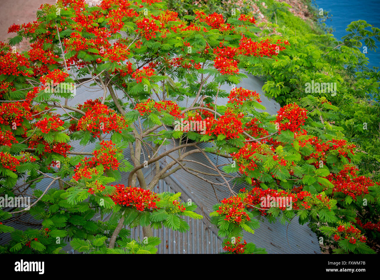 Krishnachura (Delonix regia) is a species of flowering plant in the ...