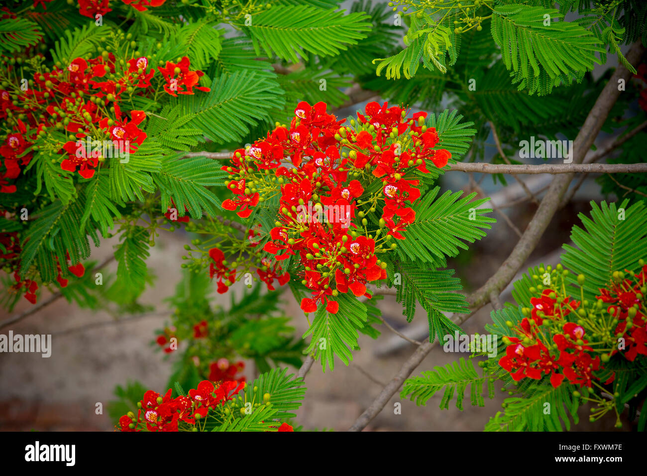 Krishnachura (Delonix regia) is a species of flowering plant in the ...