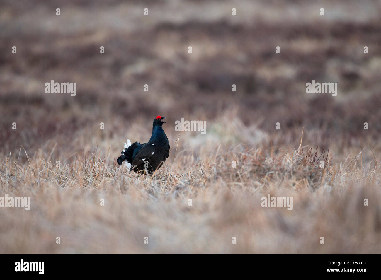 Male Black Grouse (Tetrao tetrix) displaying, Highlands, Kinloch ...