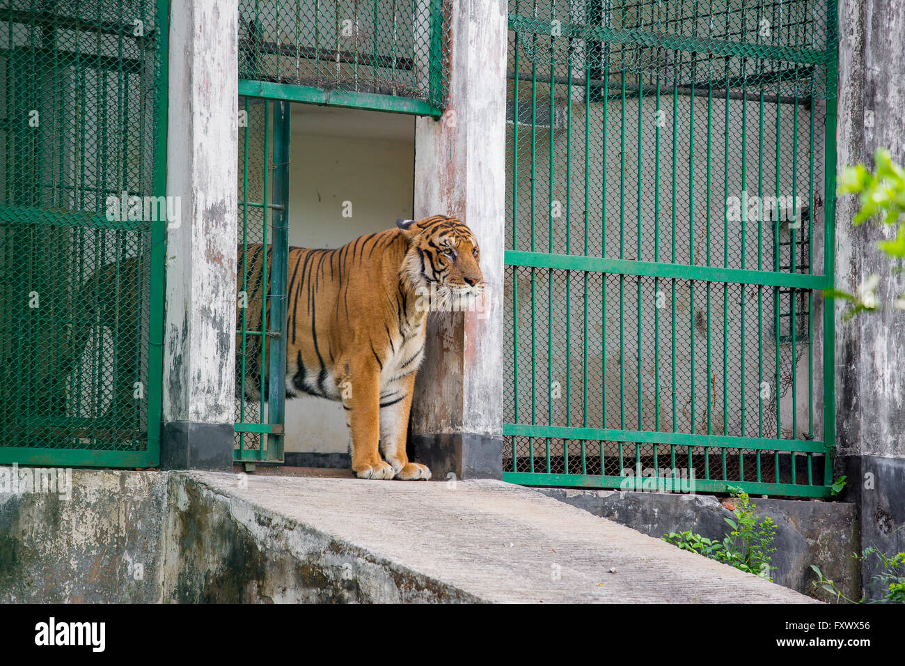 Dhaka, Bangladesh. 19th April, 2016. A Royal Bengal Tiger at Dhaka Zoo takes bath to beat the ...