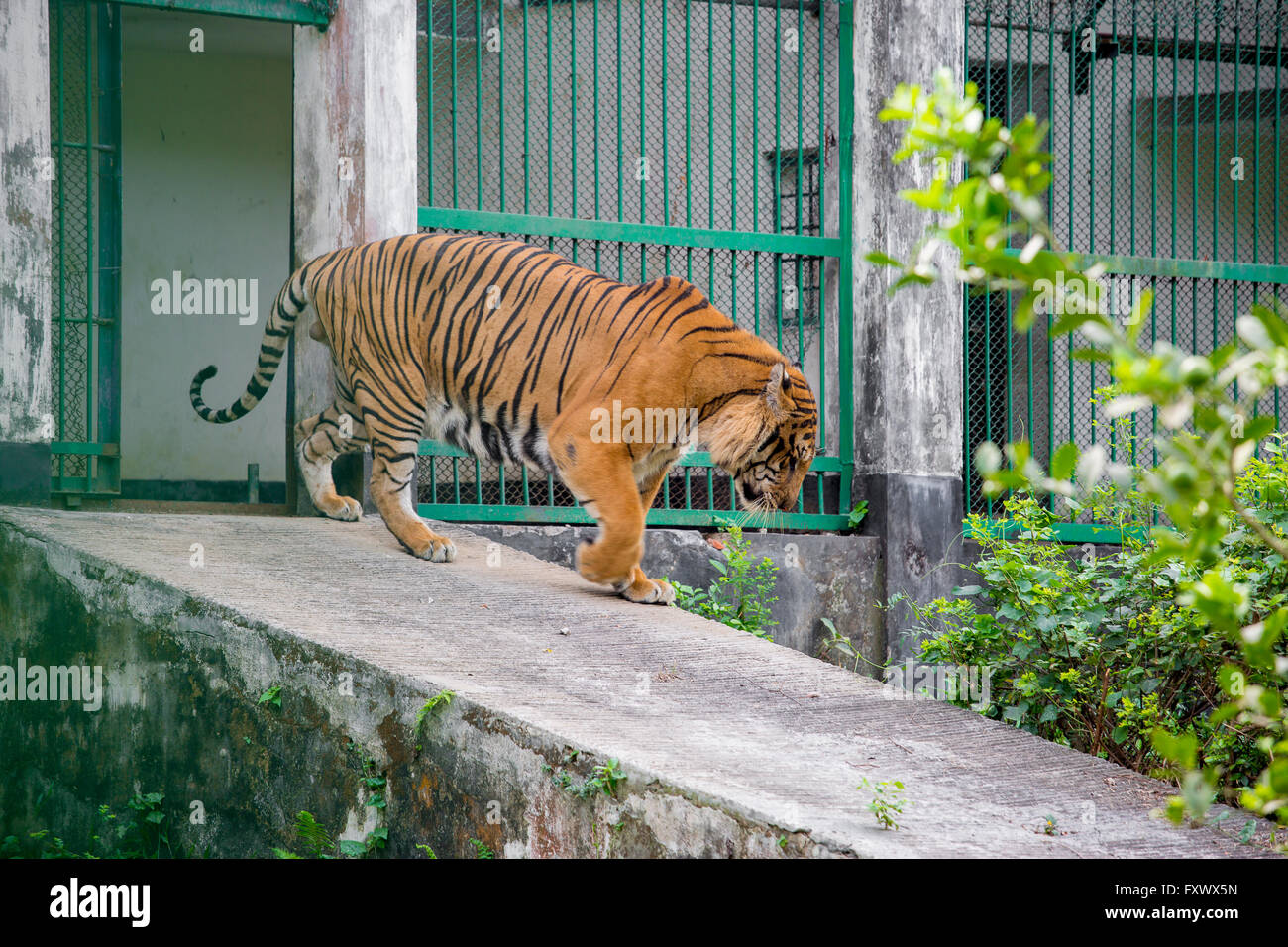 Royal bengal tiger swimming hi-res stock photography and images - Alamy