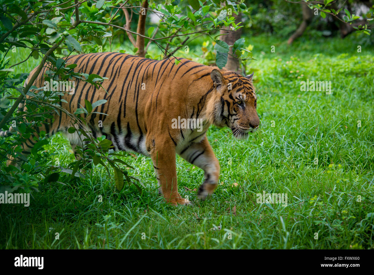 Dhaka, Bangladesh. 19th April, 2016. A Royal Bengal Tiger at Dhaka Zoo takes bath to beat the ...