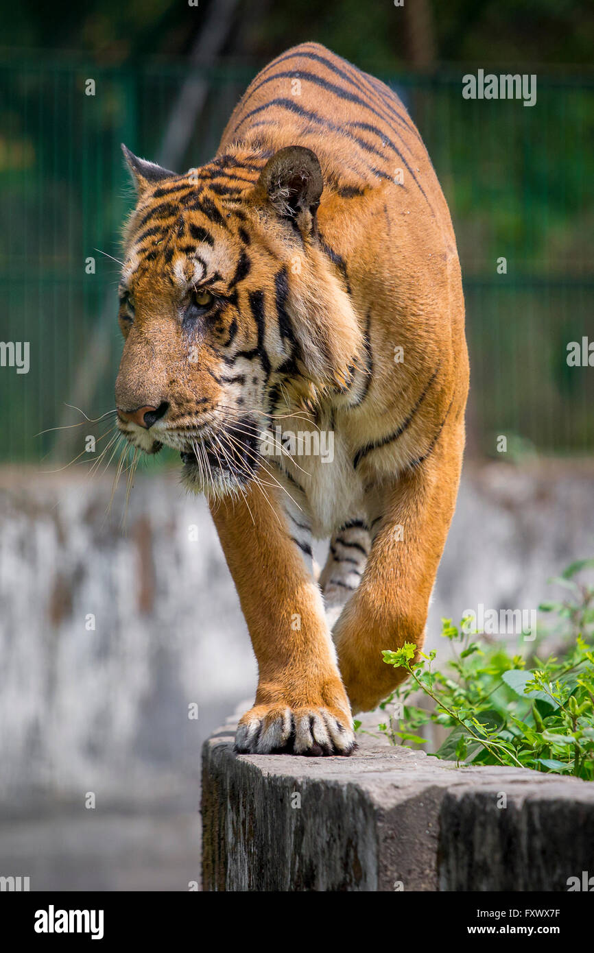 Dhaka, Bangladesh. 19th April, 2016. A Royal Bengal Tiger at Dhaka Zoo takes bath to beat the ...
