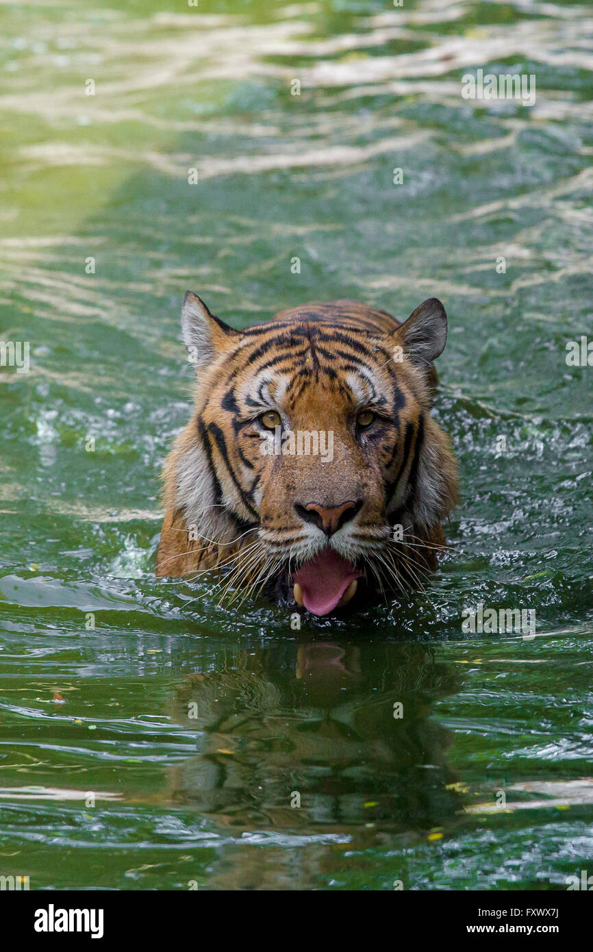 Dhaka, Bangladesh. 19th April, 2016. A Royal Bengal Tiger at Dhaka Zoo takes bath to beat the ...