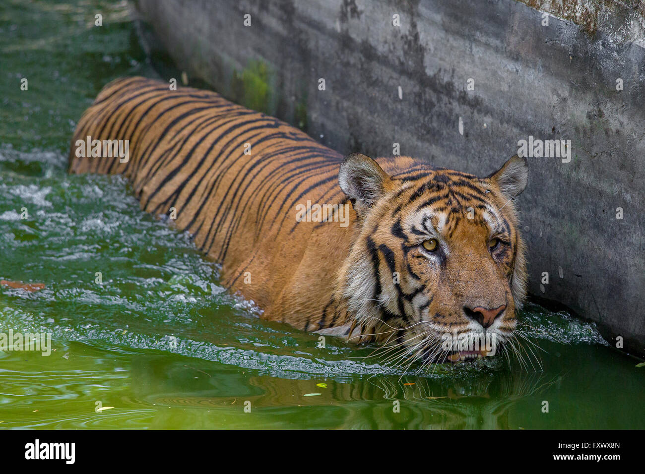 Dhaka, Bangladesh. 19th April, 2016. A Royal Bengal Tiger at Dhaka Zoo ...