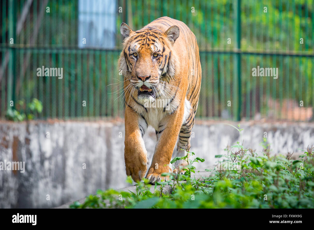 Dhaka, Bangladesh. 19th April, 2016. A Royal Bengal Tiger at Dhaka Zoo takes bath to beat the ...