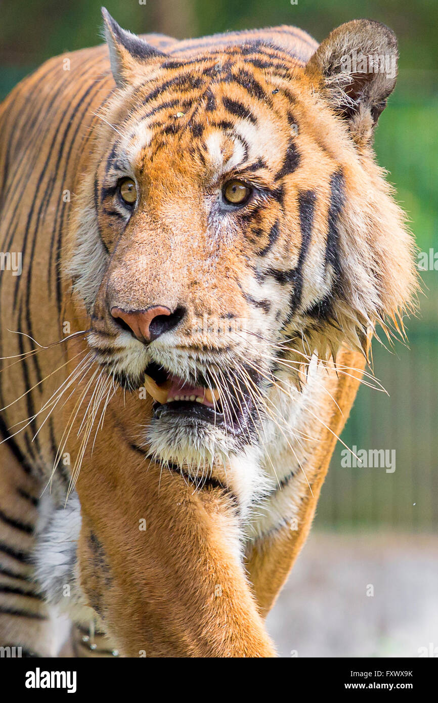 Dhaka, Bangladesh. 19th April, 2016. A Royal Bengal Tiger at Dhaka Zoo ...