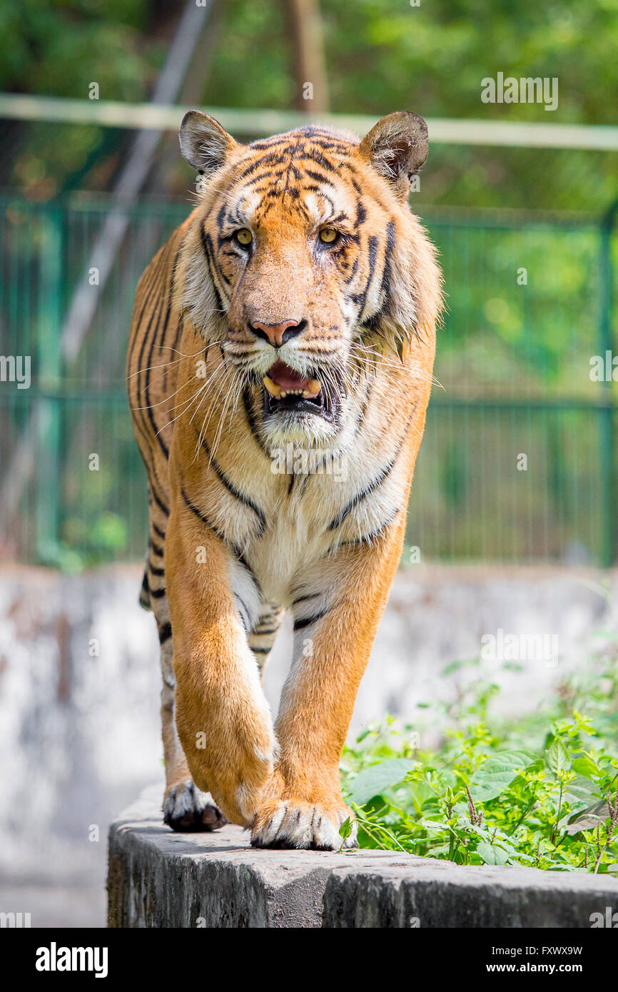 Dhaka, Bangladesh. 19th April, 2016. A Royal Bengal Tiger at Dhaka Zoo ...