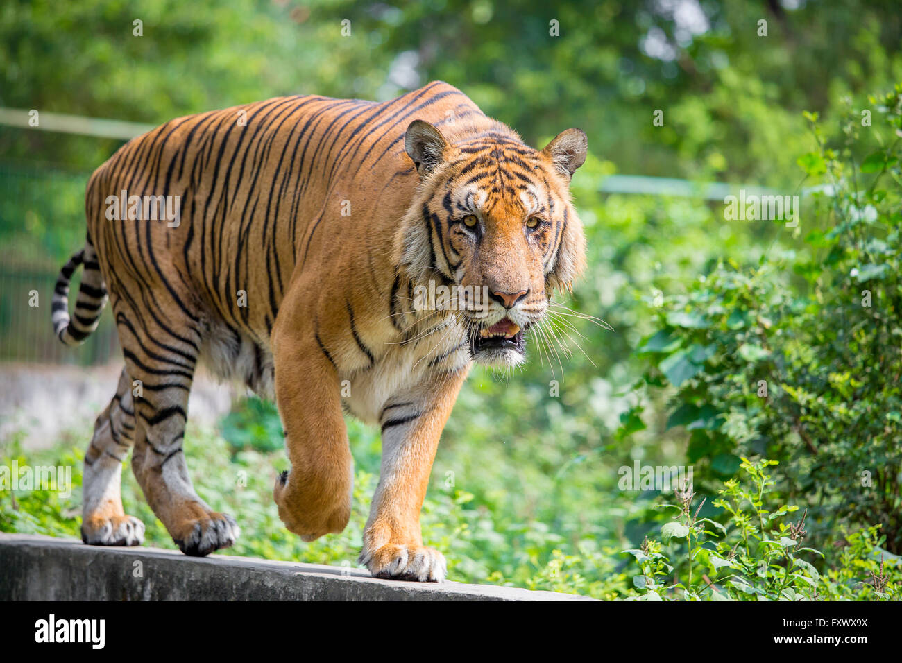 Dhaka, Bangladesh. 19th April, 2016. A Royal Bengal Tiger at Dhaka Zoo ...