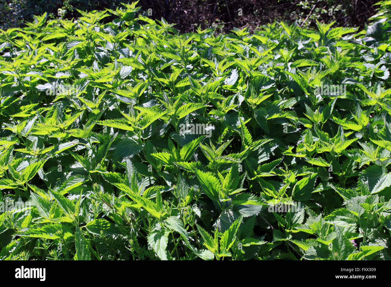 Cut stalks of nettles Stock Photo - Alamy