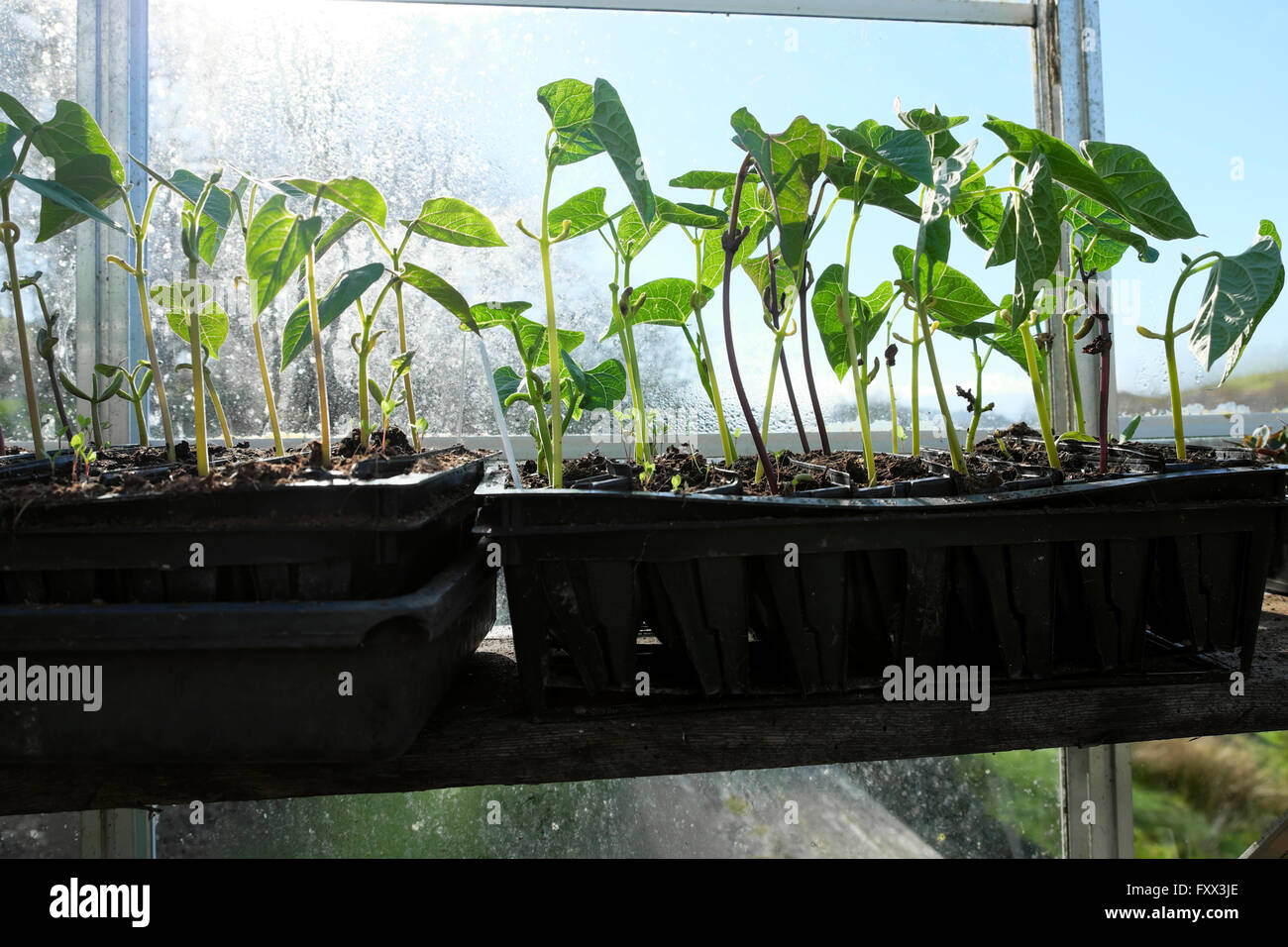 French Bean High Resolution Stock Photography and Images - Alamy