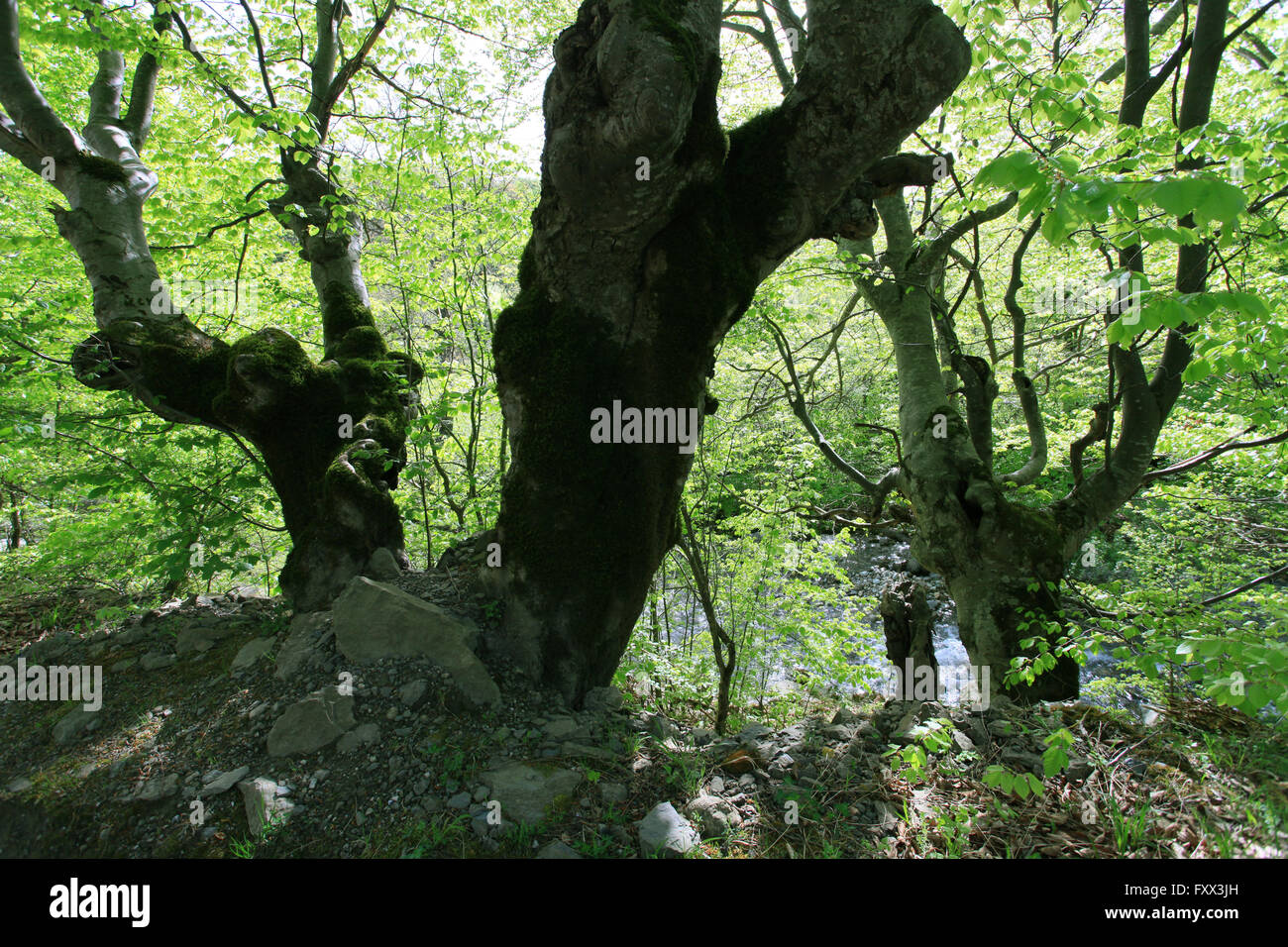 Old beech trees. Small lawn with large stones Stock Photo - Alamy