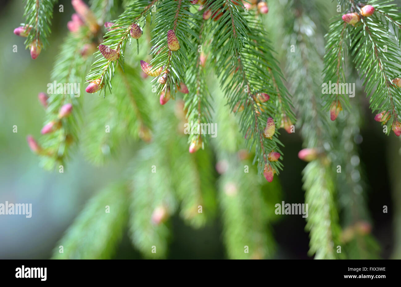 White spruce cones hi-res stock photography and images - Alamy