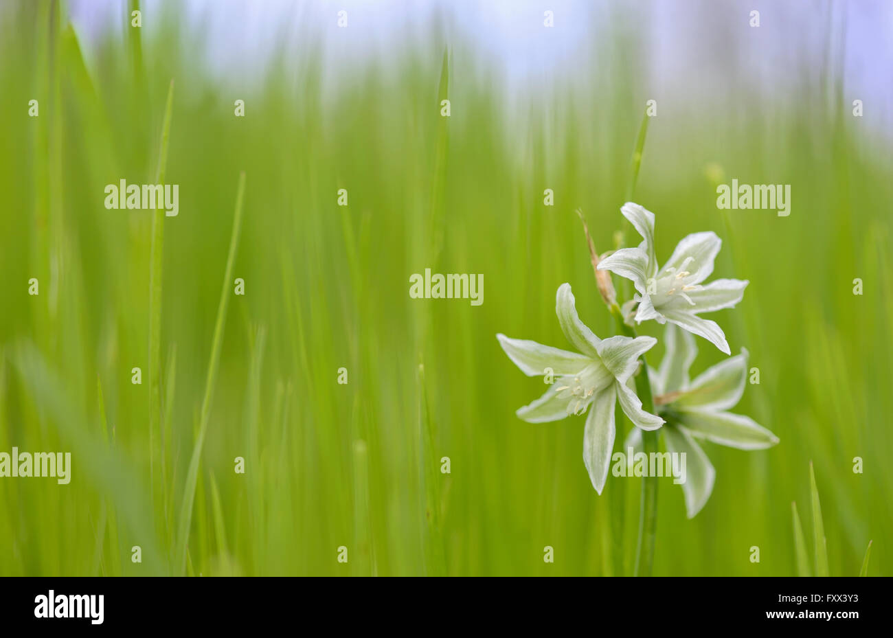 Drooping hi-res stock photography and images - Alamy