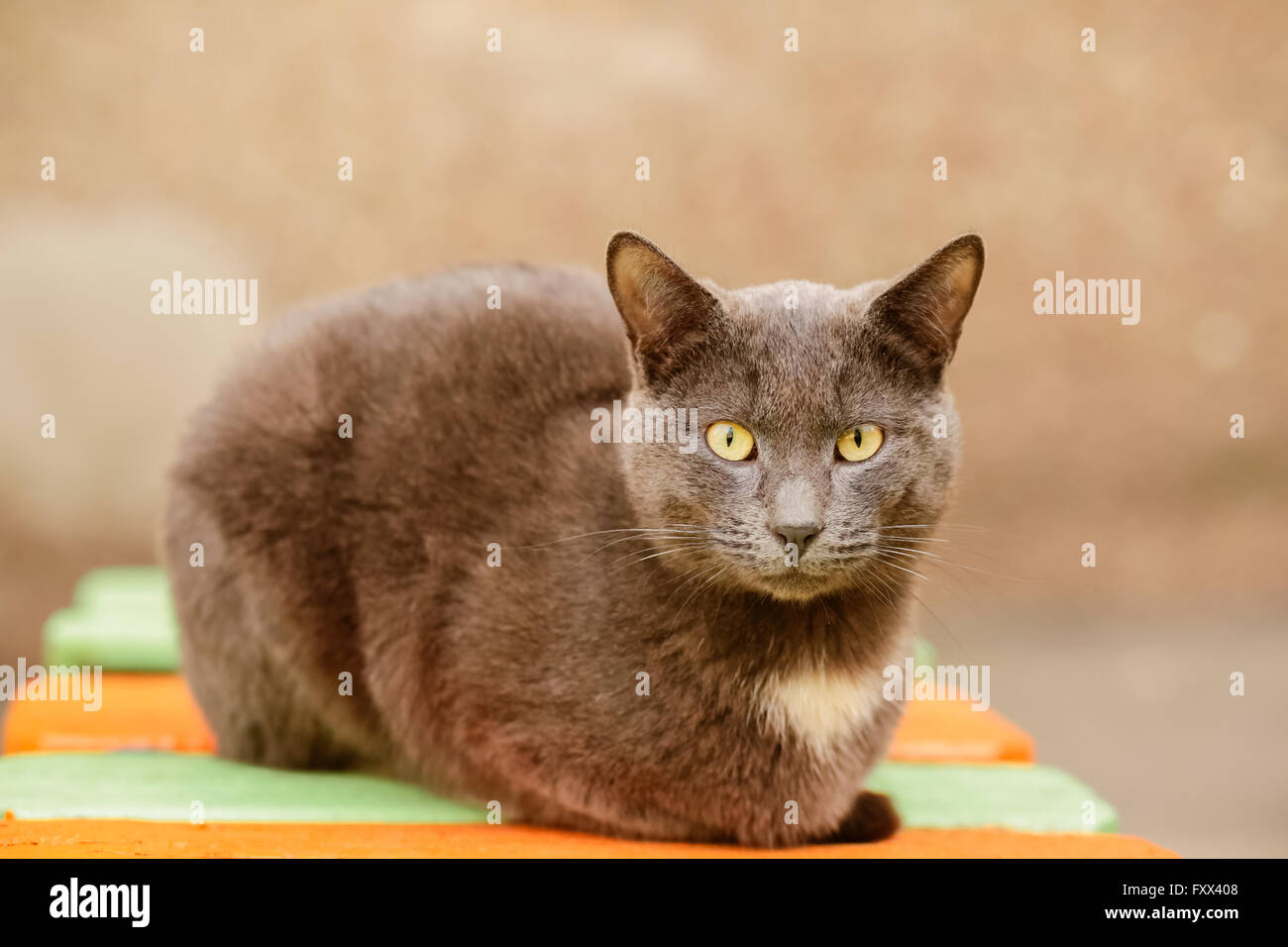 Indifferent face hi-res stock photography and images - Alamy