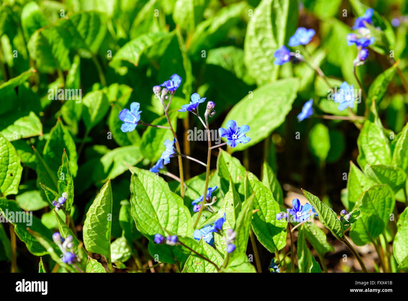 Omphalodes verna, the creeping navelwort or blue-eyed Mary, here in ...