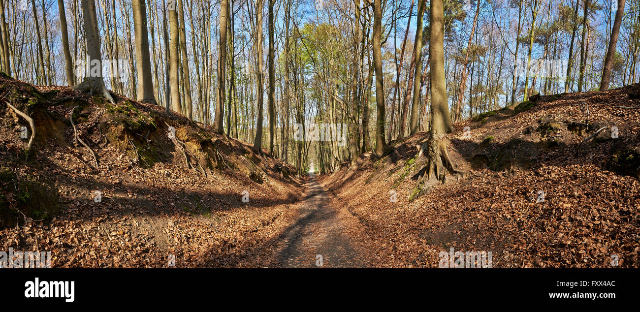 Morning sunlight in forest of Halle with fantastic and mystery trail ...