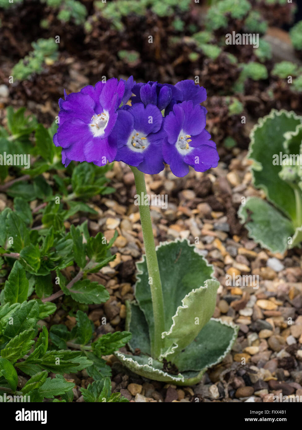 Primula x Kusum Krishma flower Stock Photo - Alamy