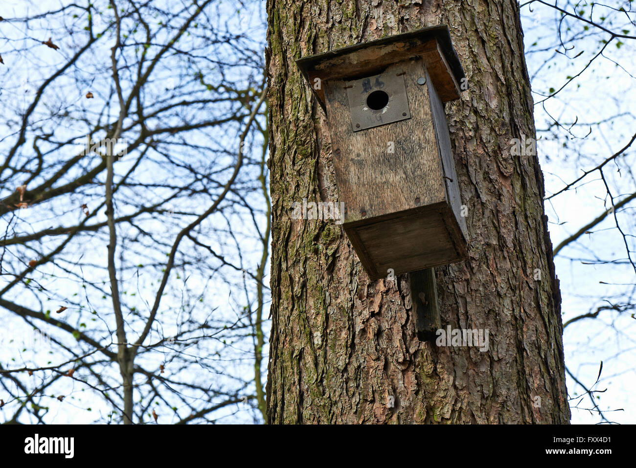 Bird house in tree from the forest of Halle in Belgium Stock Photo - Alamy