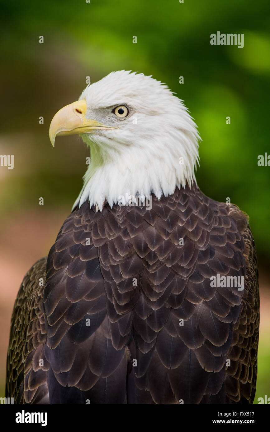 Bald Eagle Close Up Looking Left Portrait with blurred tree background ...
