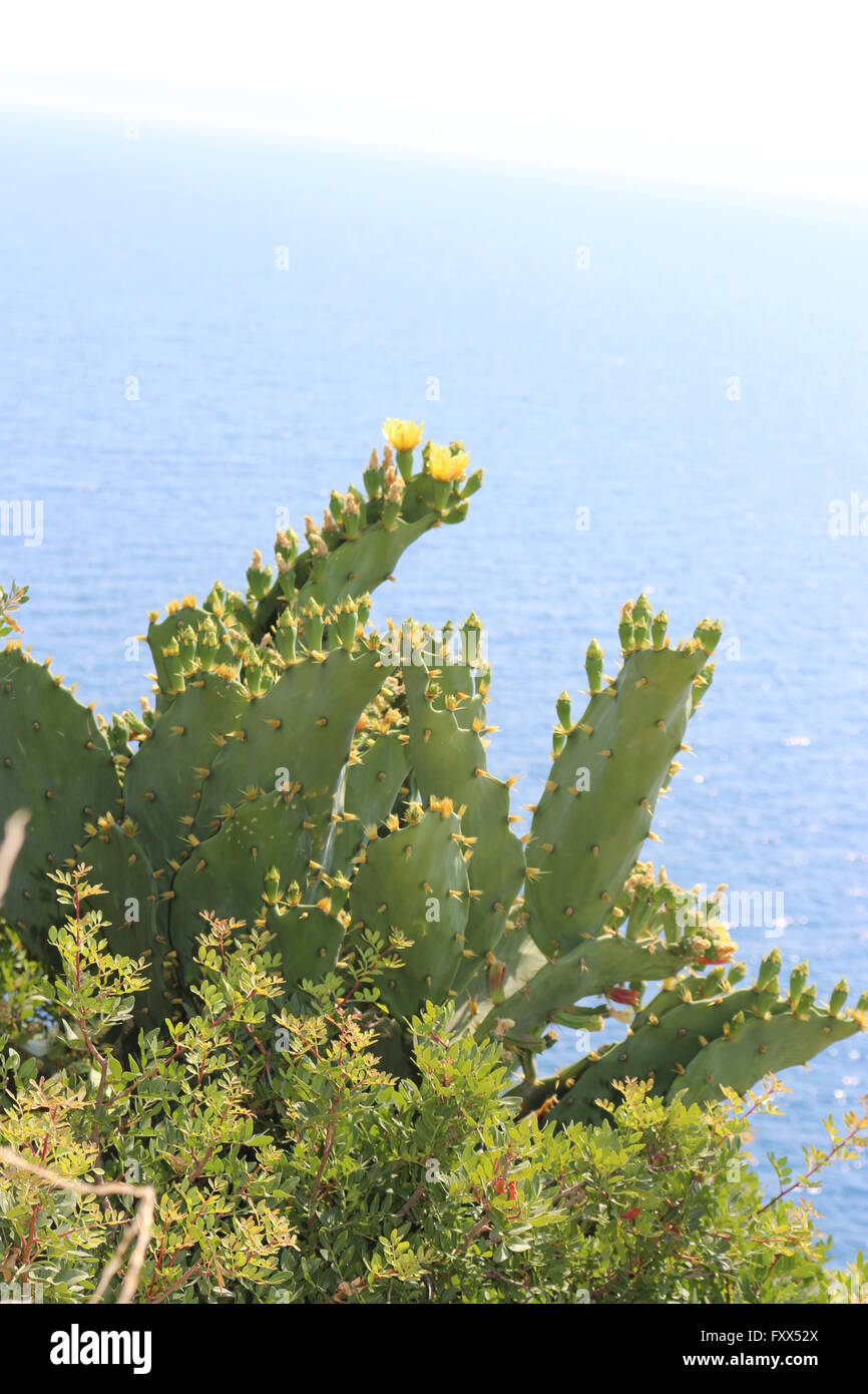 Cactus by the ocean Stock Photo - Alamy