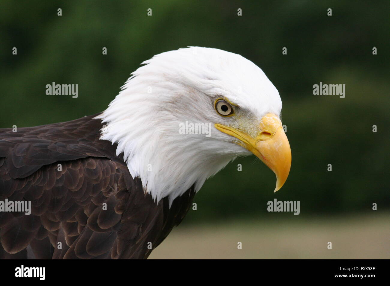 Bald Eagle head shot Stock Photo - Alamy