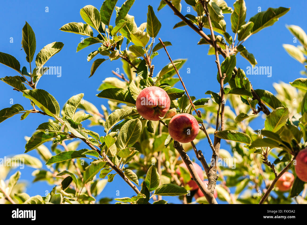 Apple in India Stock Photo - Alamy