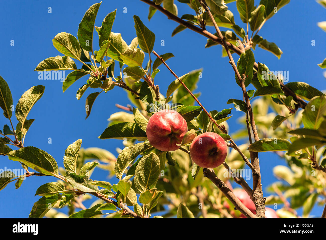 Apple in India Stock Photo - Alamy