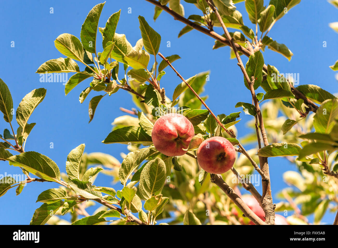 Apple in India Stock Photo - Alamy